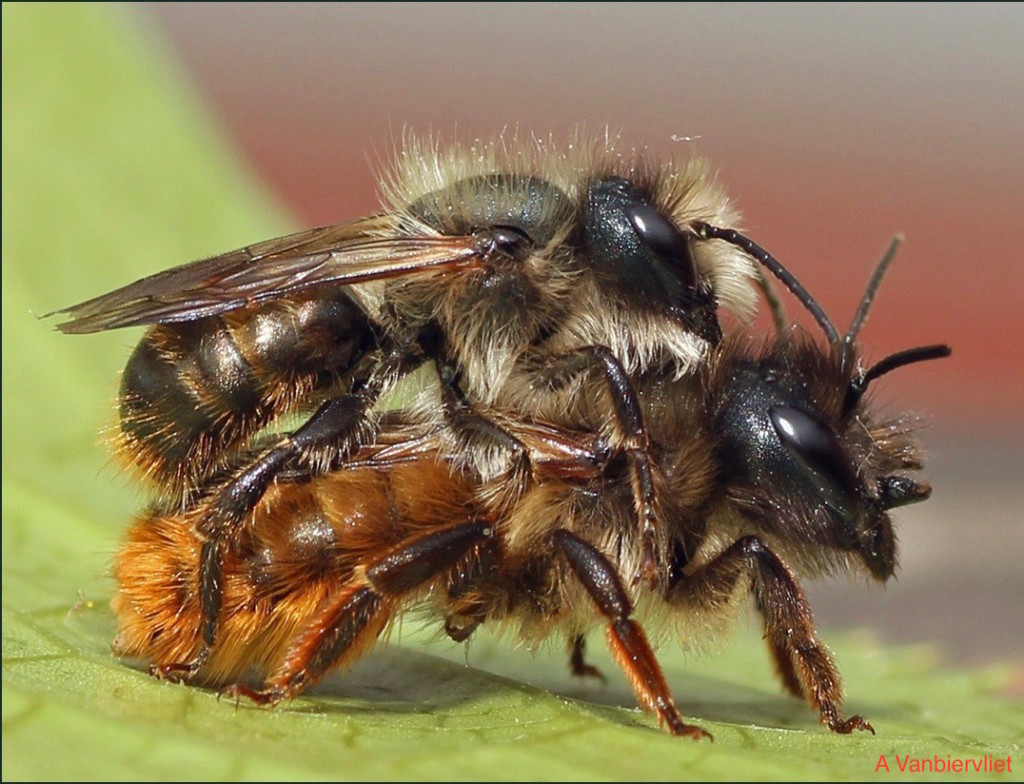 Red Mason Bee (Osmia bicornis) life cycle updated 2016 video ...