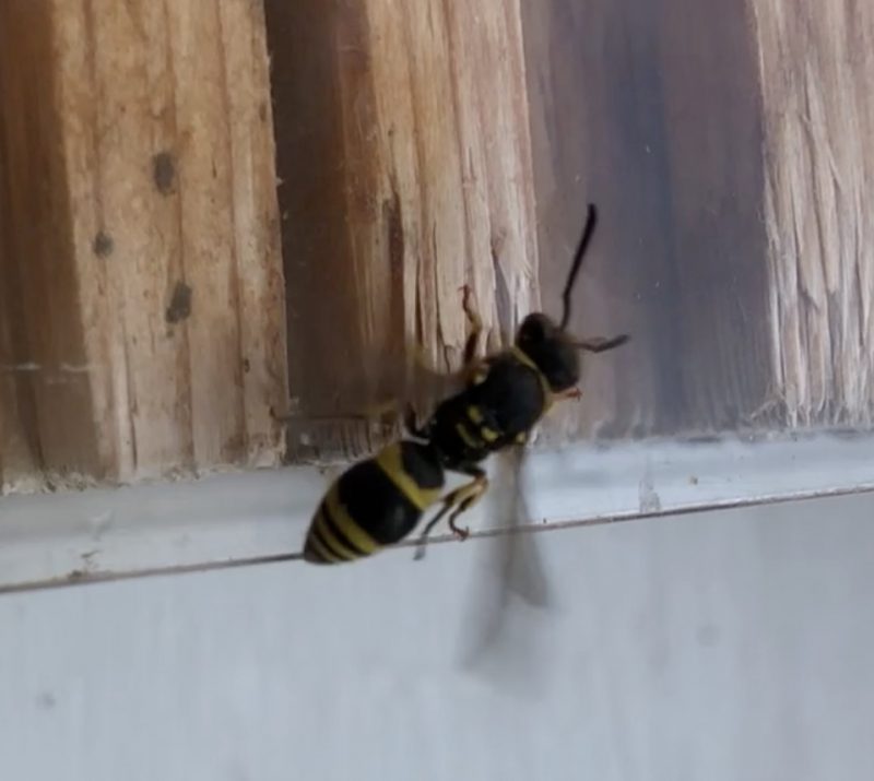 Ancistrocerus gazella solitary wasp larvae inside nesting cavity ...