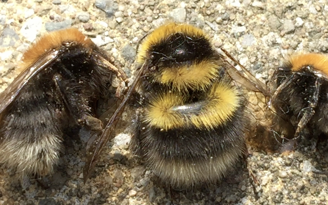 Bumblebee pests, enemies, etc. | nurturing nature